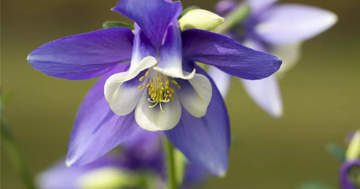Aquilegia flabellata 'Ministar'