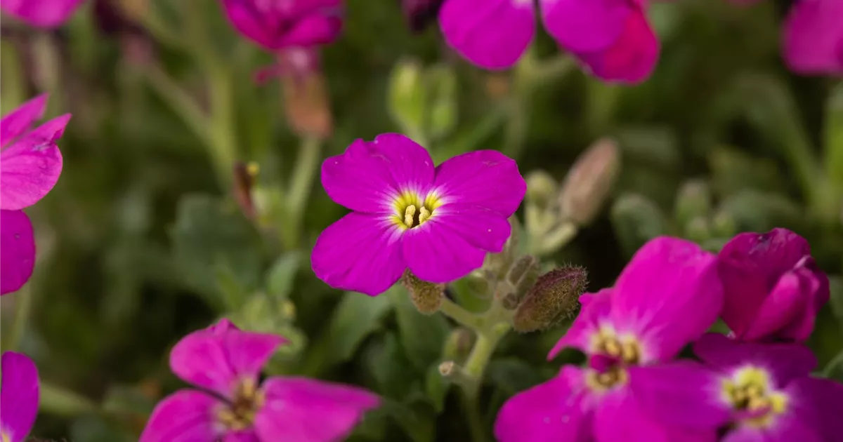 Aubrieta 'Audrey Red'