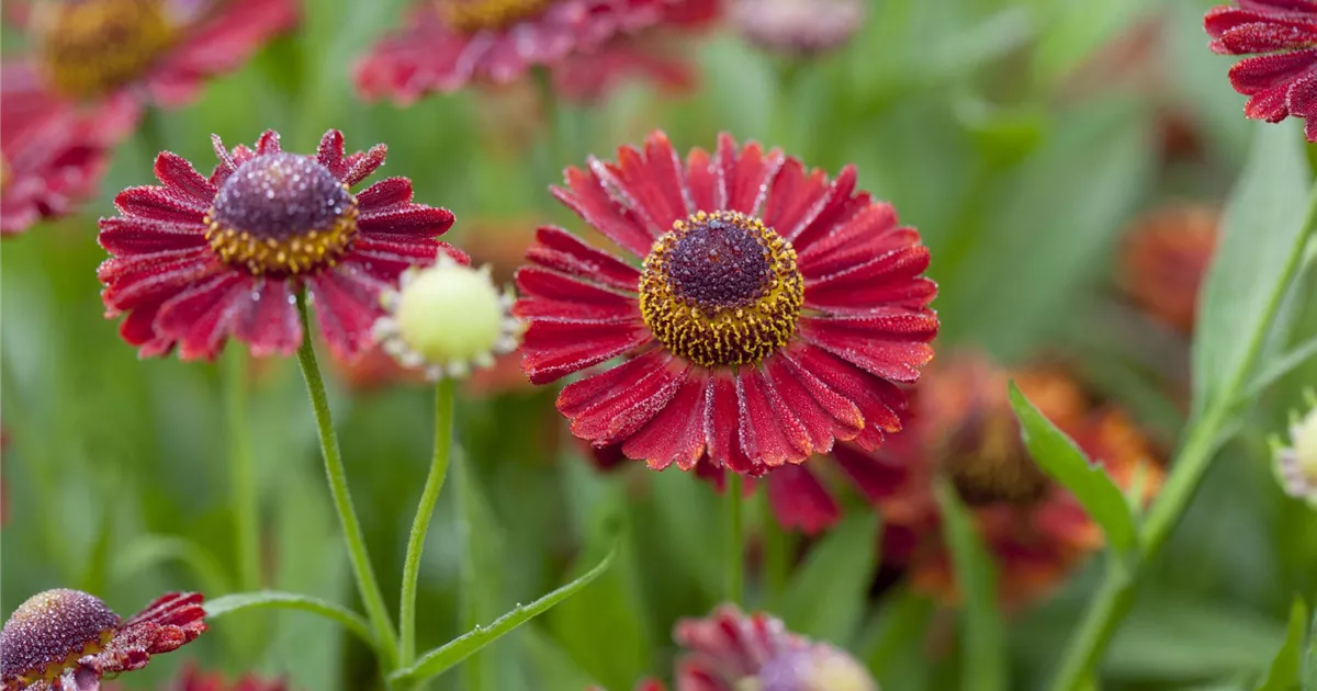 Helenium 'Siesta'