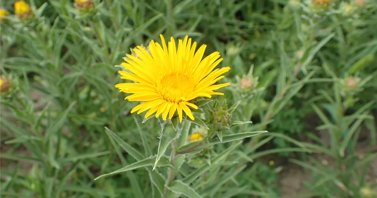 Inula ensifolia 'Compacta'