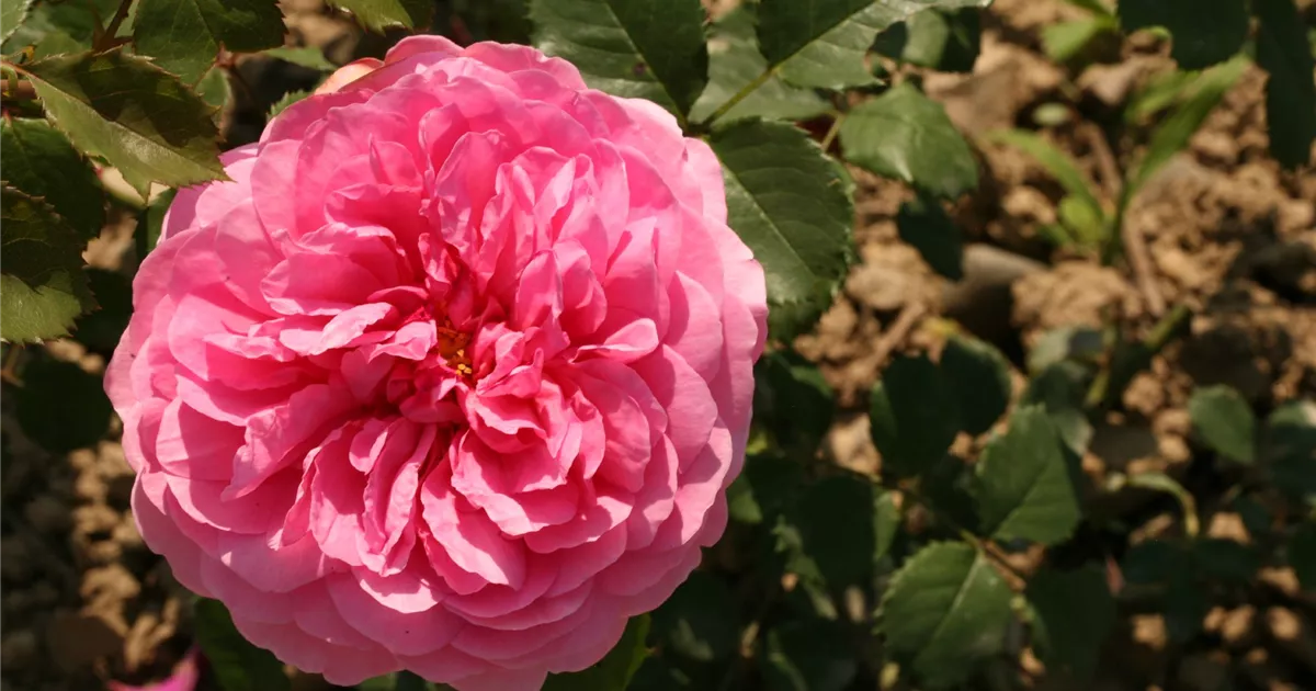 Rosa (Englische Rose) 'Princess Alexandra of Kent'