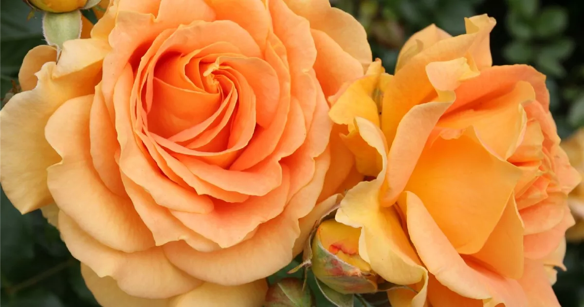Rosa (Floribundarose) 'Goldelse'