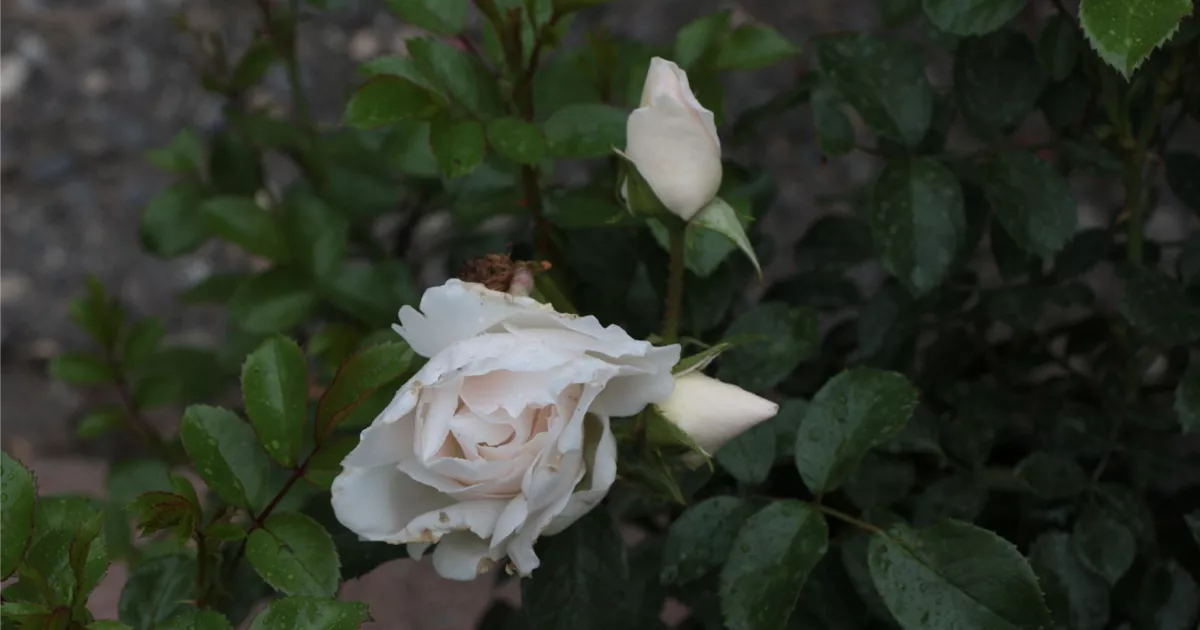 Rosa (Kletterrose) 'Hella'