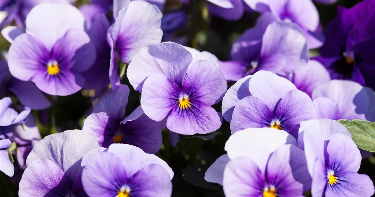 Viola cornuta 'Columbine'