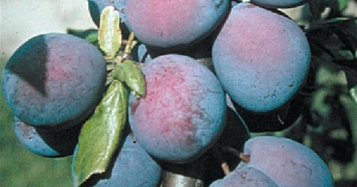 Prunus (Zwetschge) 'Fruca'