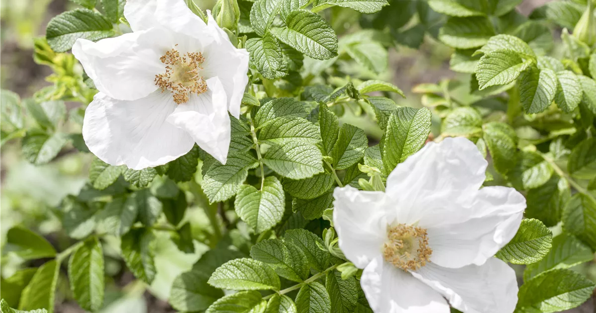 Rosa (Bodendeckerrose) 'Repens alba'