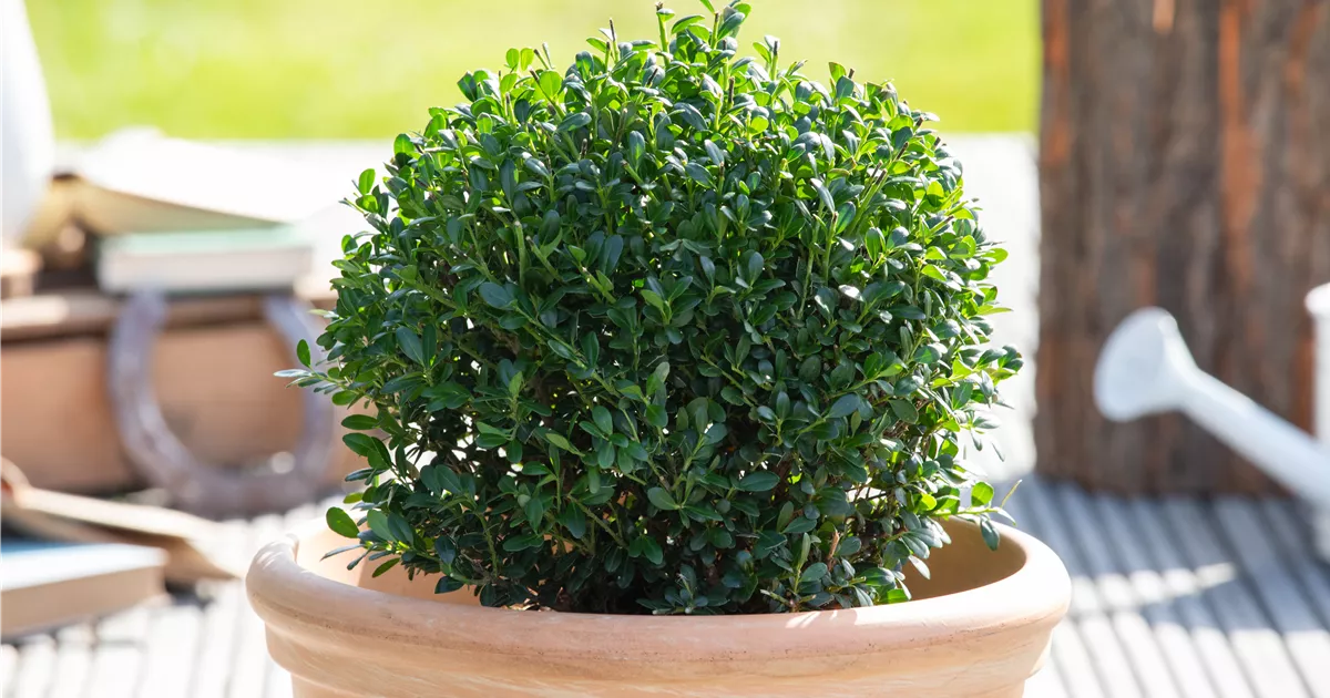Ilex crenata 'Luxus Globe' Kugel