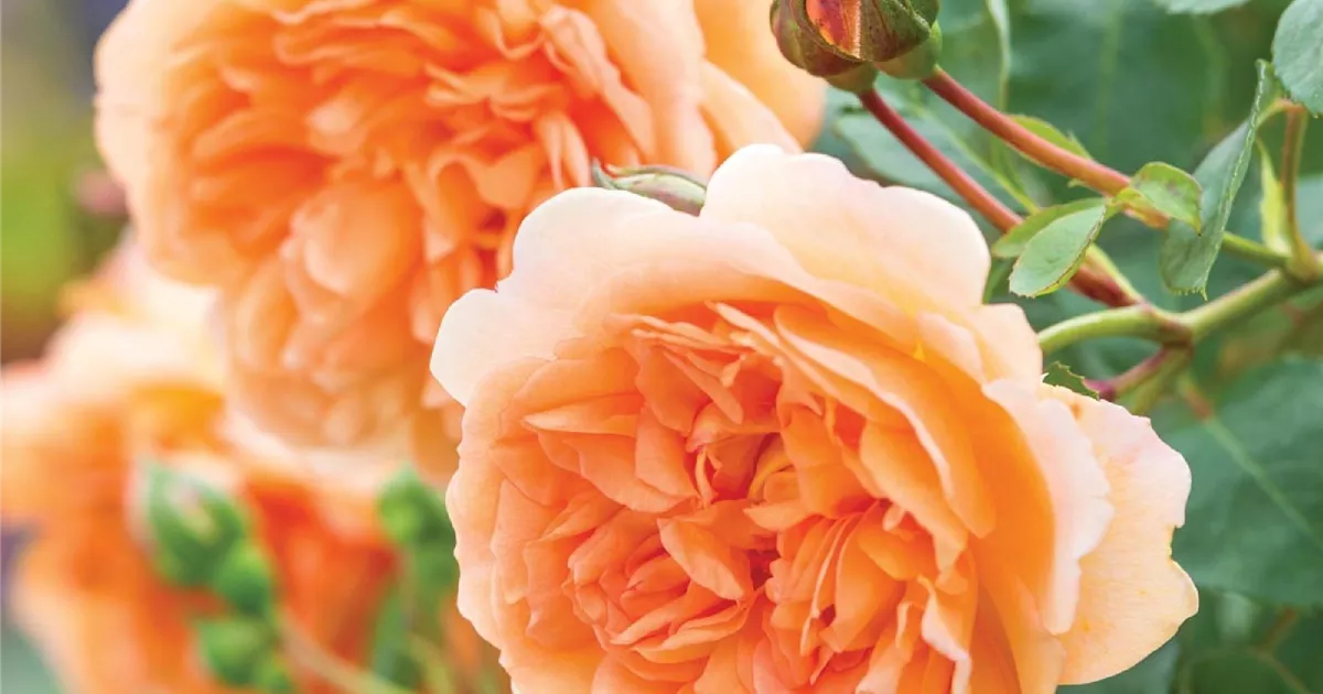 Rosa (Englische Rose) 'Dame Judi Dench'®