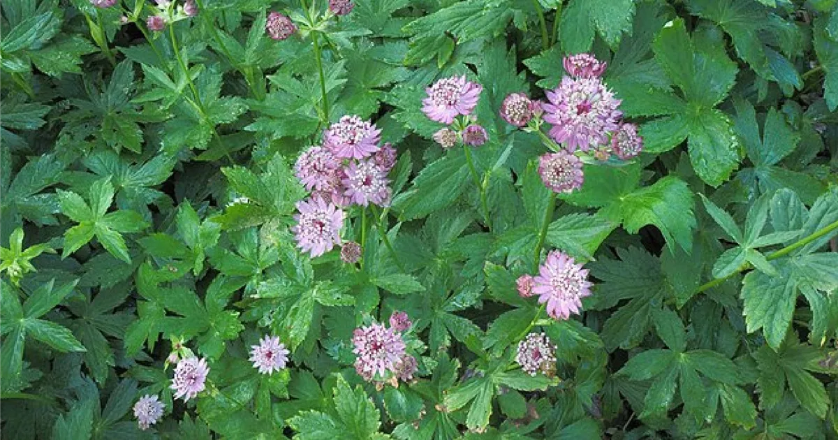 Astrantia major 'Ruby Cloud'