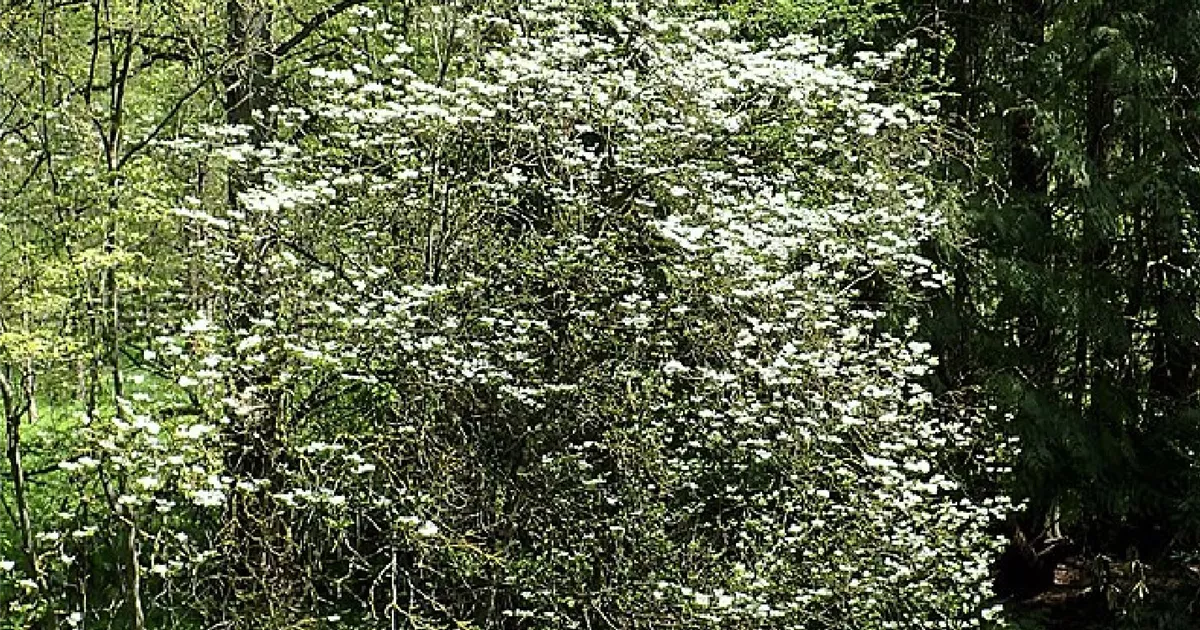 Cornus florida