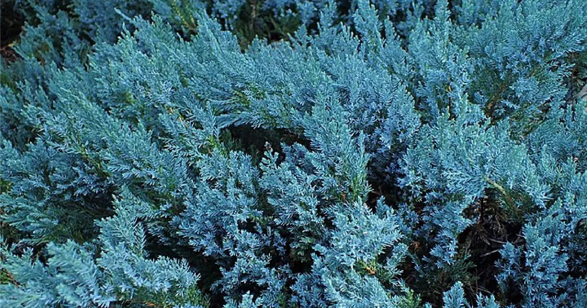 Juniperus horizontalis 'Icee Blue'