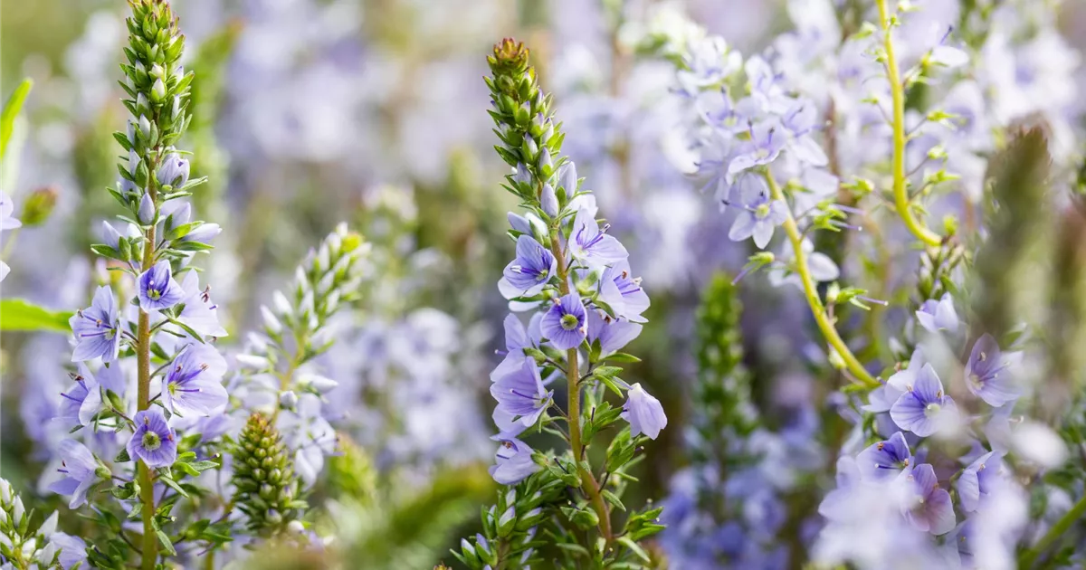 Veronica prostrata