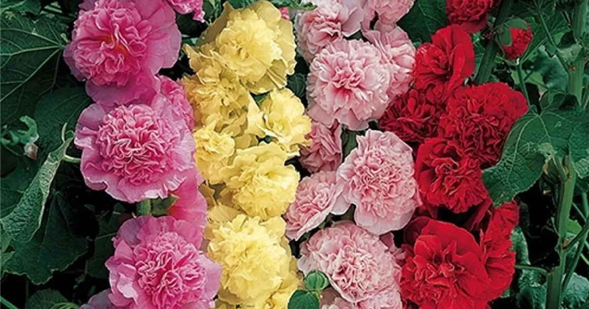 Alcea rosea 'Chater's Mix'