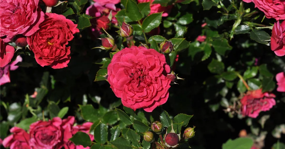 Rosa (Miniaturrose) 'Crimson Pixie