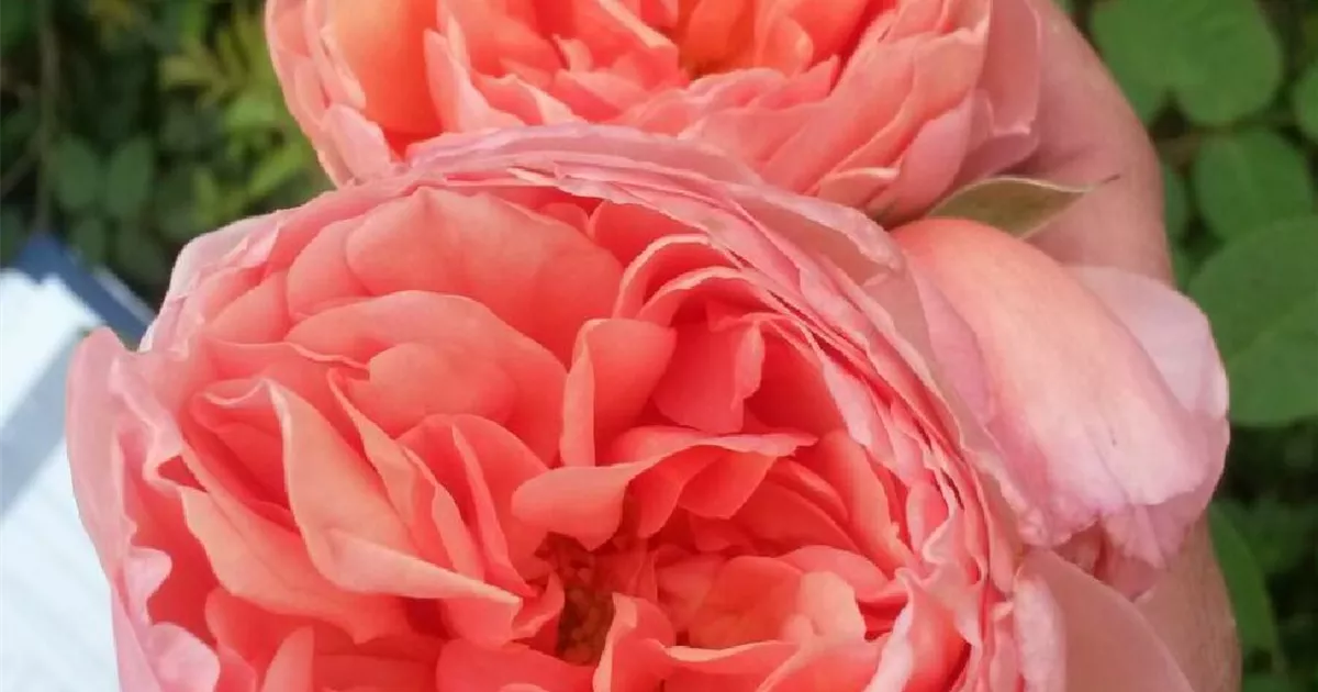 Rosa (Strauchrose) 'Rahel und Peter Joss Rose'