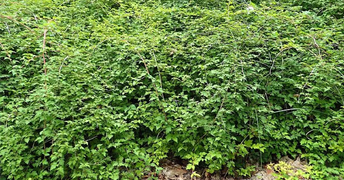 Stephanandra incisa 'Crispa'