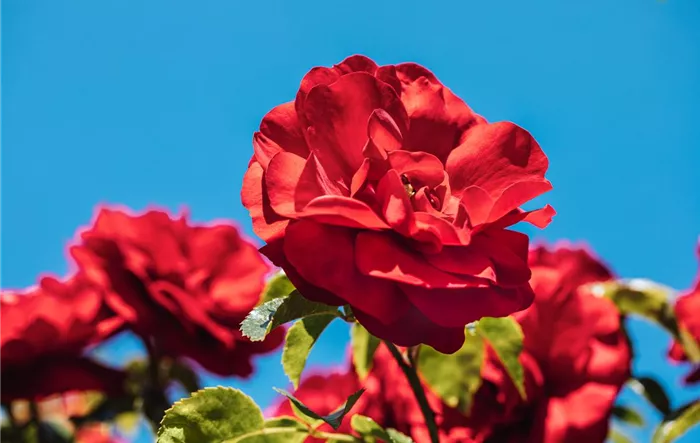 Einteilung der Rosen - Gartencenter Huber | Dottikon