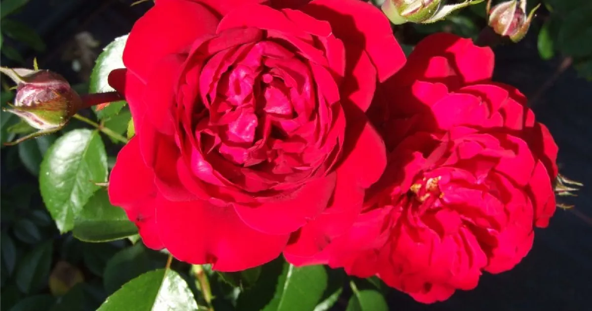 Rosa (Kletterrose) 'Belkanto'®