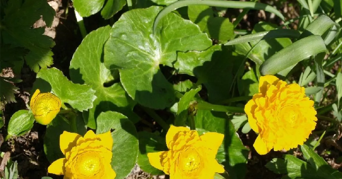 Caltha palustris 'Plena' (Multiplex)