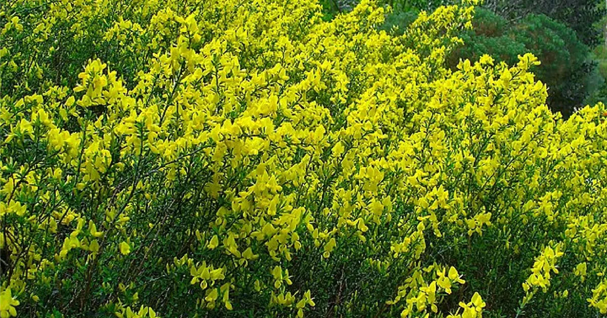 Cytisus decumbens