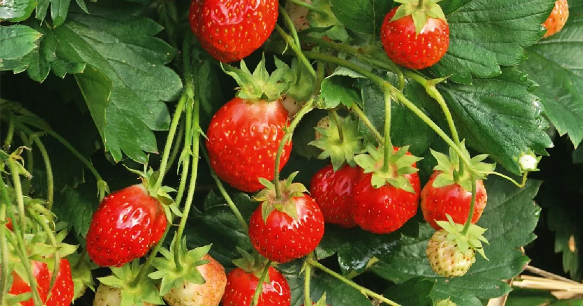 Fragaria (Erdbeere) 'Florika'