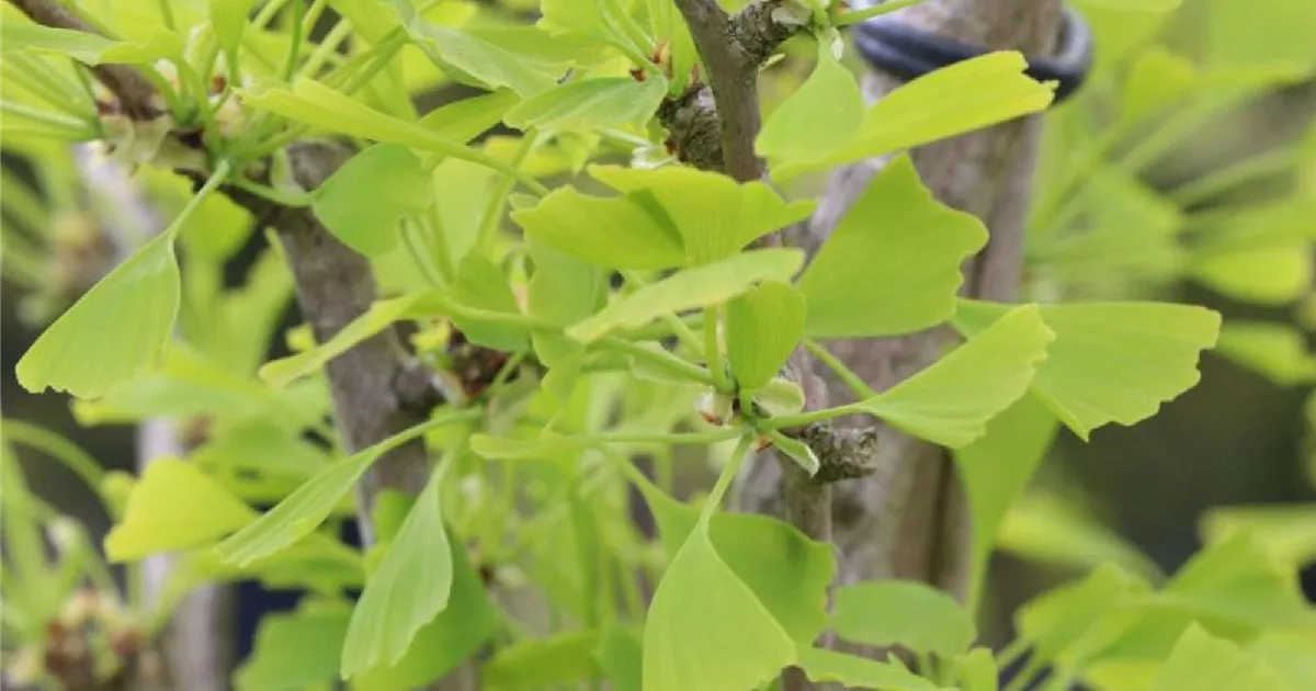 Ginkgo biloba 'Fastigiata'