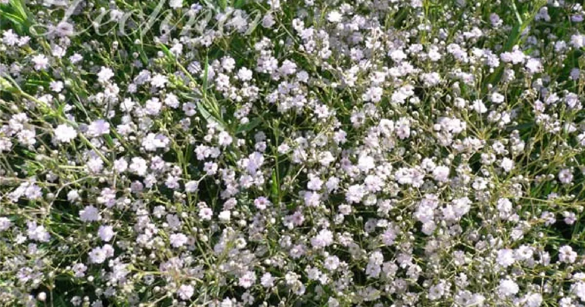 Gypsophila repens 'Alba'