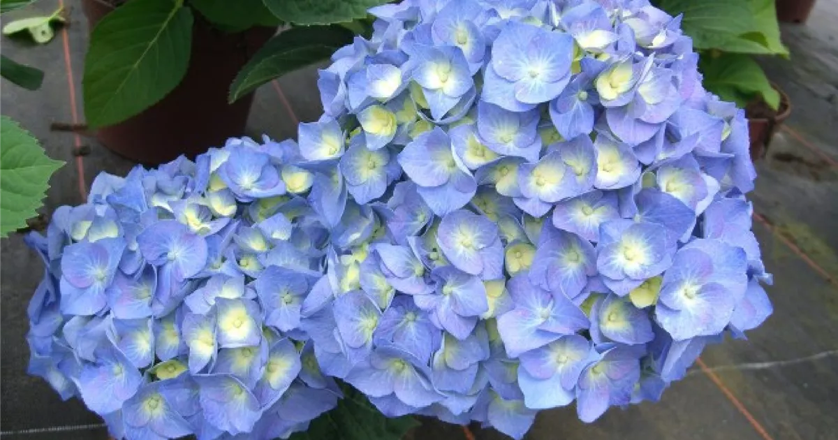 Hydrangea macrophylla 'Bela'