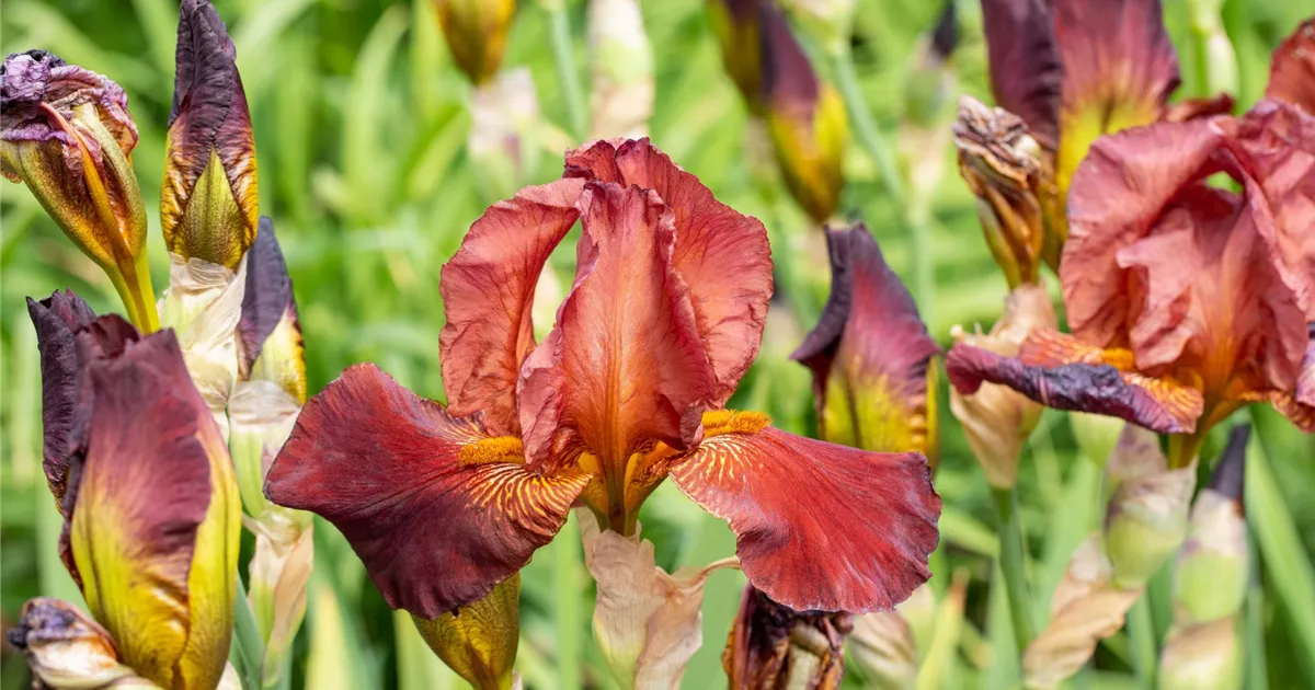 Iris (Germanica-Gruppe) rot