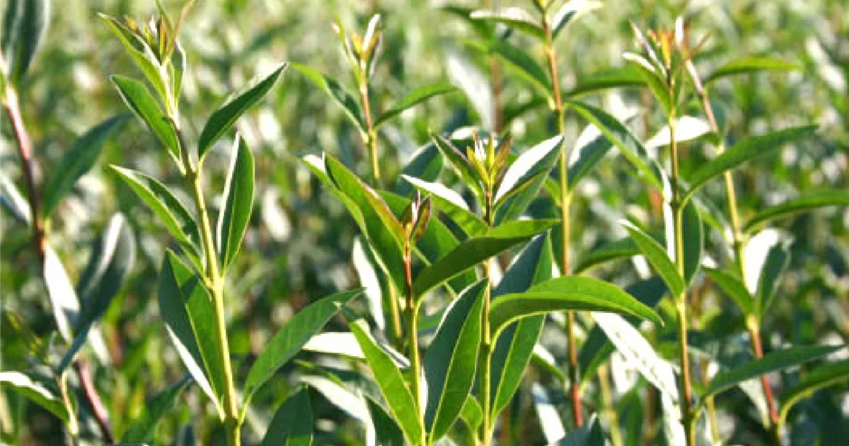 Ligustrum vulgare 'Lodense'