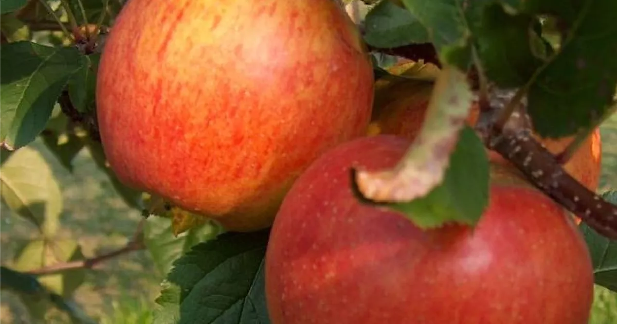 Malus (Apfel) 'Rubinette'