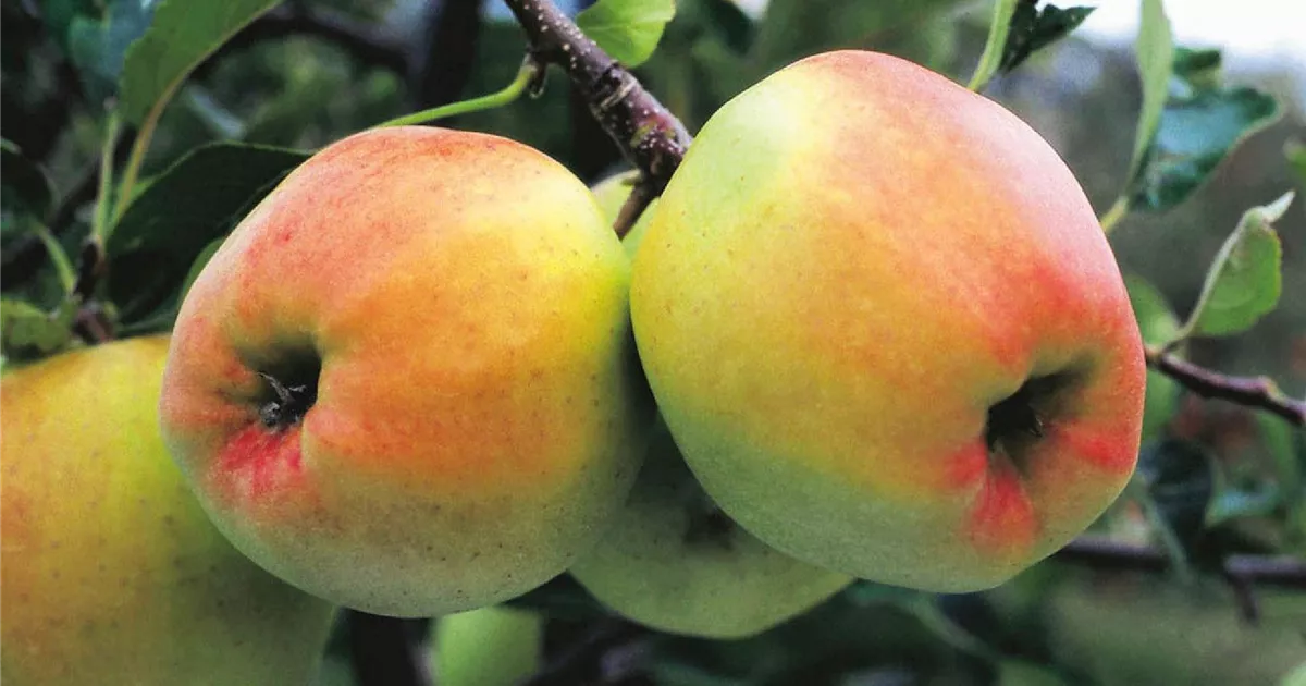 Malus (Apfel) 'Tentation'