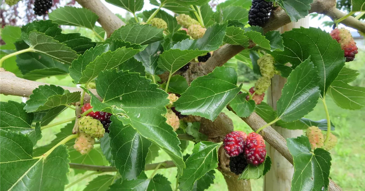 Morus alba 'Mora'