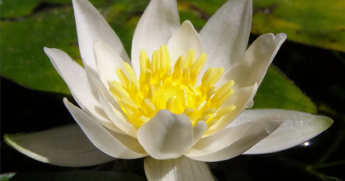 Nymphaea 'Pygmaea Alba'