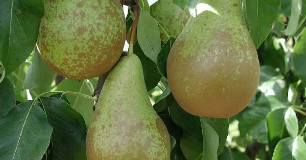 Pyrus (Birne) 'Conférence'