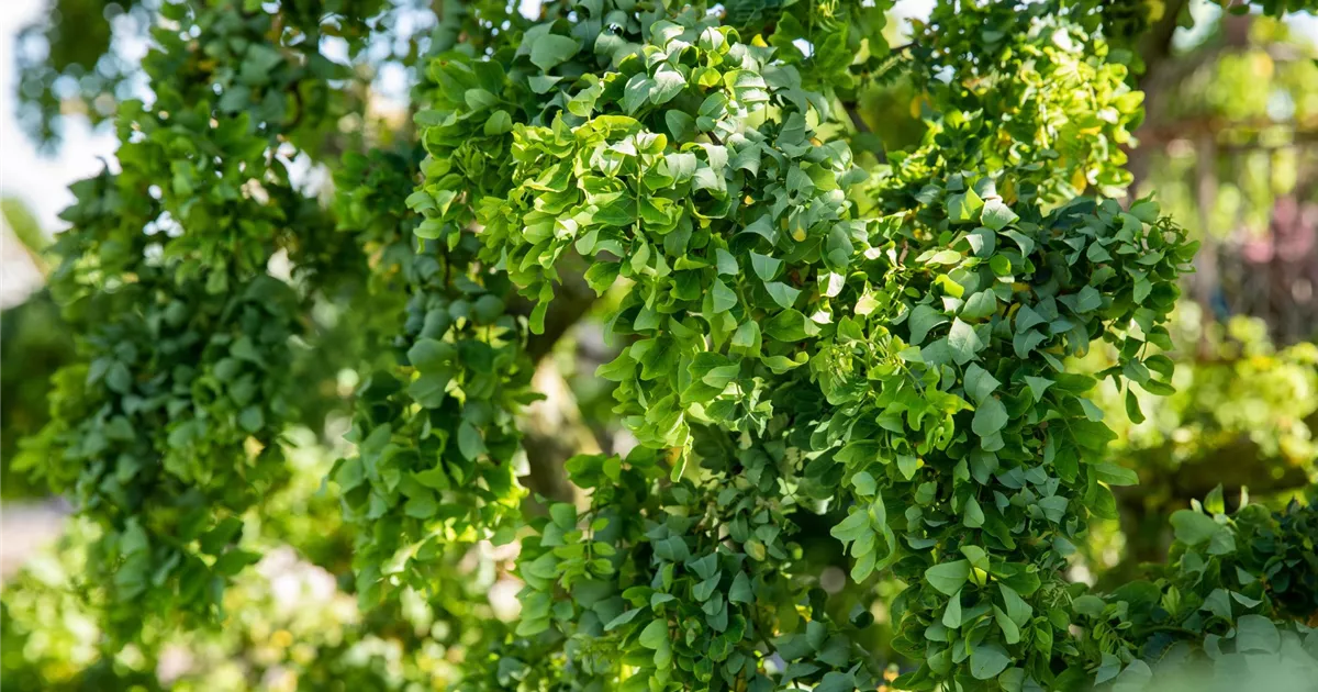 Robinia pseudoacacia 'Twisty Baby'
