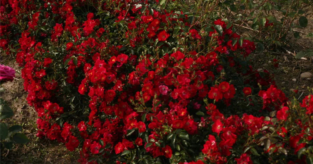 Rosa (Bodendeckerrose) 'Alcantara'®