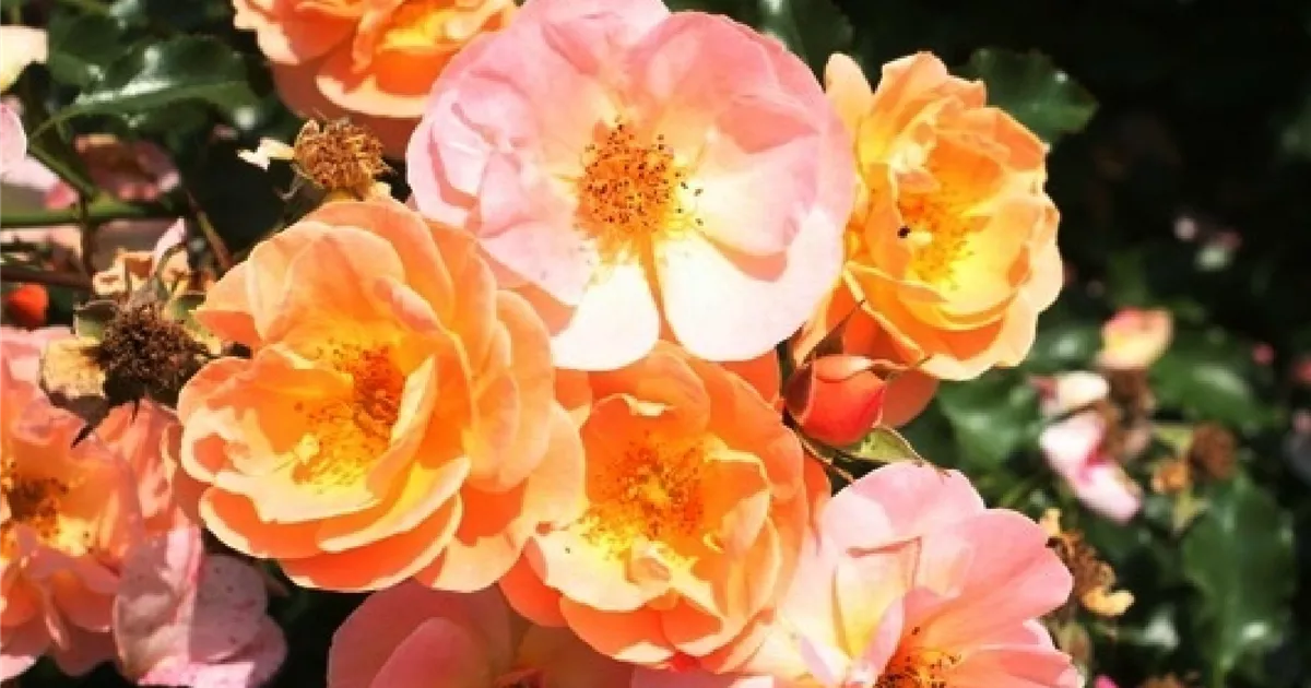 Rosa (Bodendeckerrose) 'Sedana'®