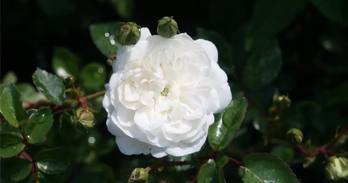 Rosa (Bodendeckerrose) 'Snow Ballet'®