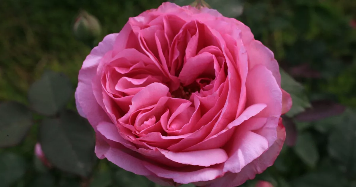 Rosa (Bourbonrose) 'Mme Ernest Calvat'