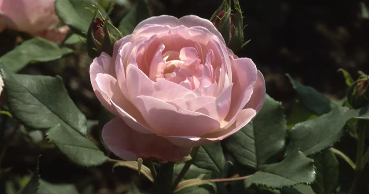 Rosa (Bourbonrose) 'Mme Pierre Oger'