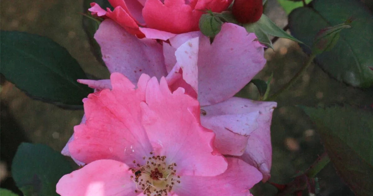 Rosa (Floribundarose) 'Betty Prior'