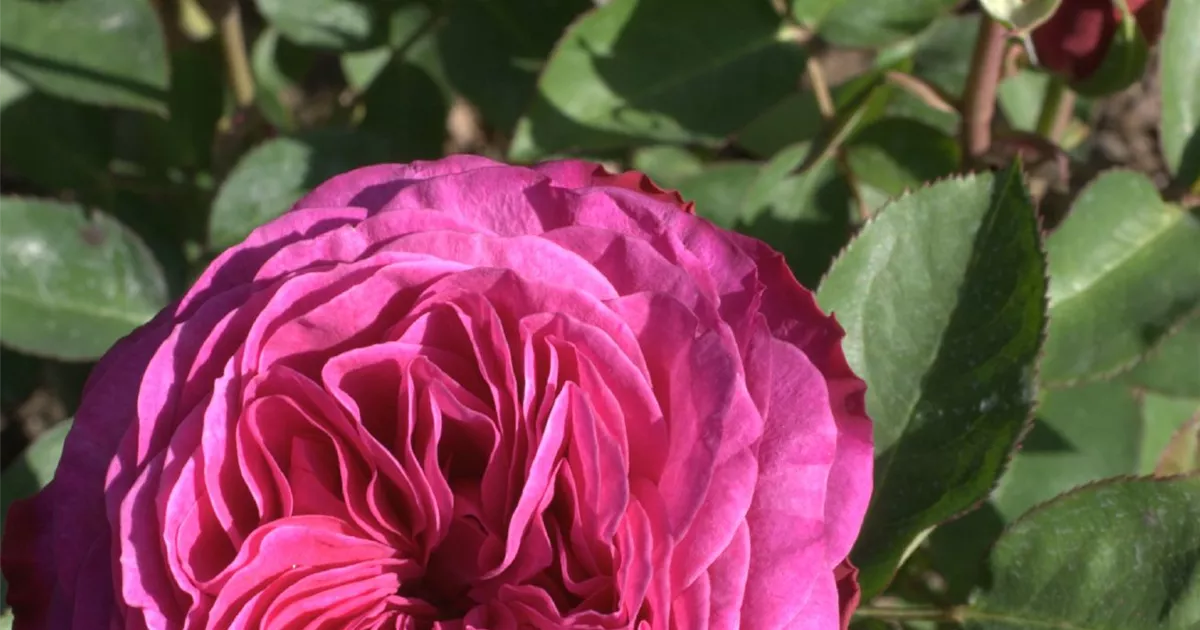 Rosa (Floribundarose) 'Heidi Klum Rose'®