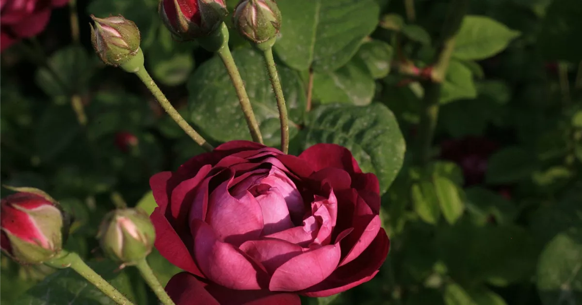 Rosa (Gallica) 'Cardinal de Richelieu'