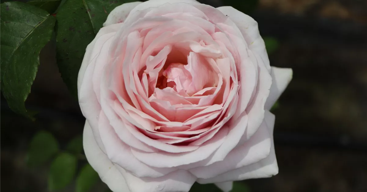 Rosa (Strauchrose) 'Rosenberg'®