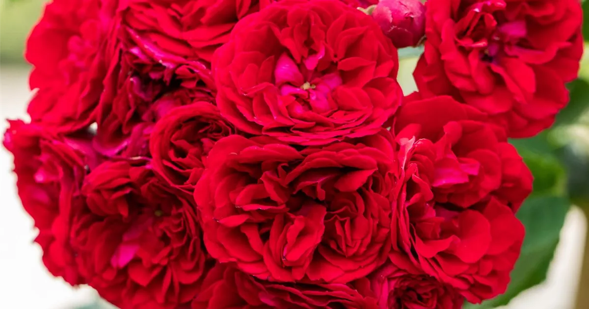 Rosa (Kletterrose) 'Chevy Chase'