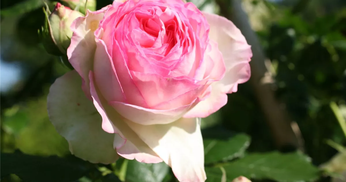 Rosa (Kletterrose) 'Eden Rose'®