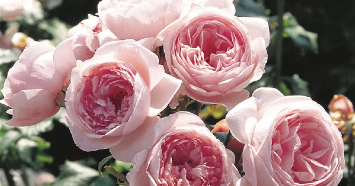 Rosa (Kletterrose) 'Nahéma'®