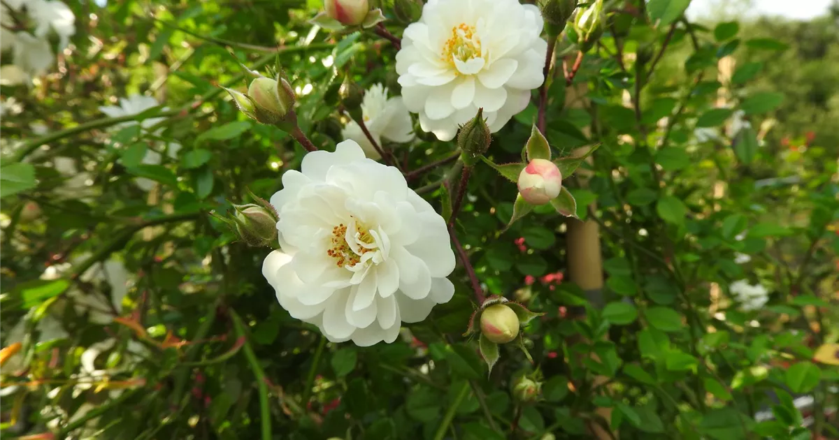 Rosa (Kletterrose) 'Niagara Falls'