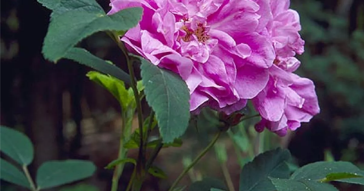 Rosa (Rugosa) 'Thérèse Bugnet'
